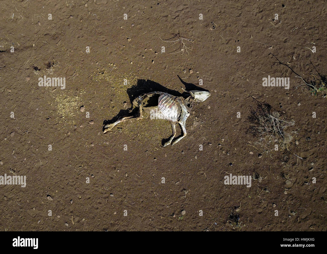 Aerial view of a dead cow during the drought, Oromia, Yabelo, Ethiopia ...