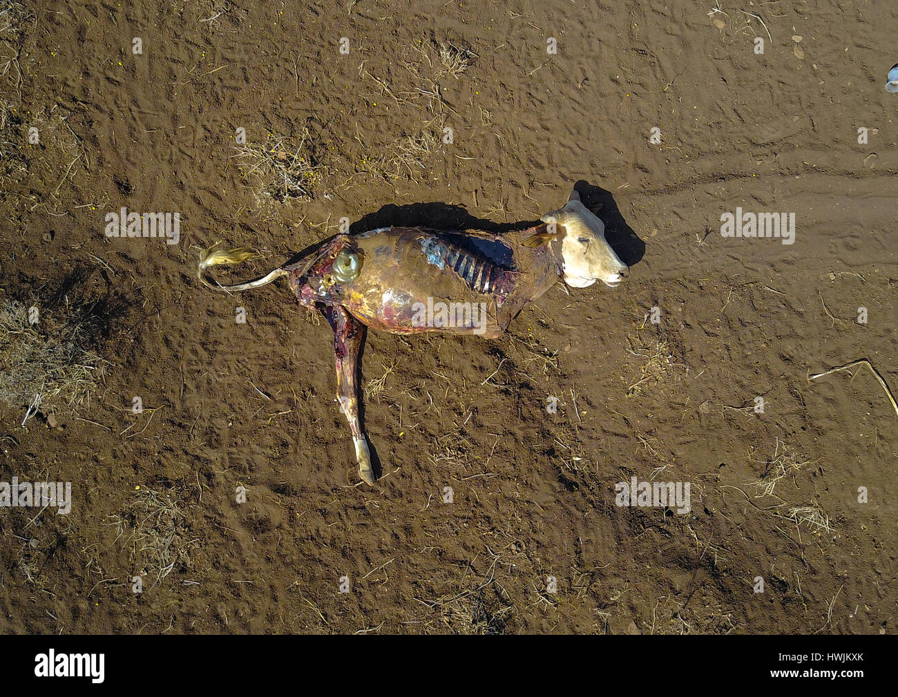 Aerial view of a dead cow during the drought, Oromia, Yabelo, Ethiopia ...