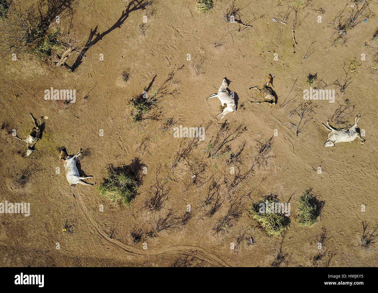Aerial view of dead cows during the drought, Oromia, Yabelo, Ethiopia ...