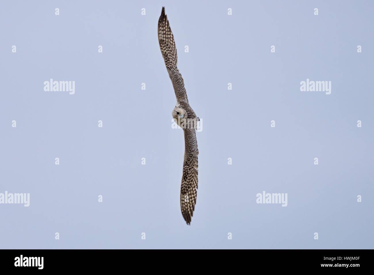 Gyrfalcon flying hi-res stock photography and images - Alamy