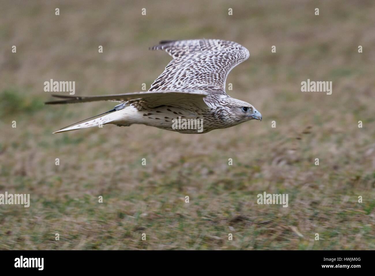 Gyrfalcon flight hi-res stock photography and images - Alamy