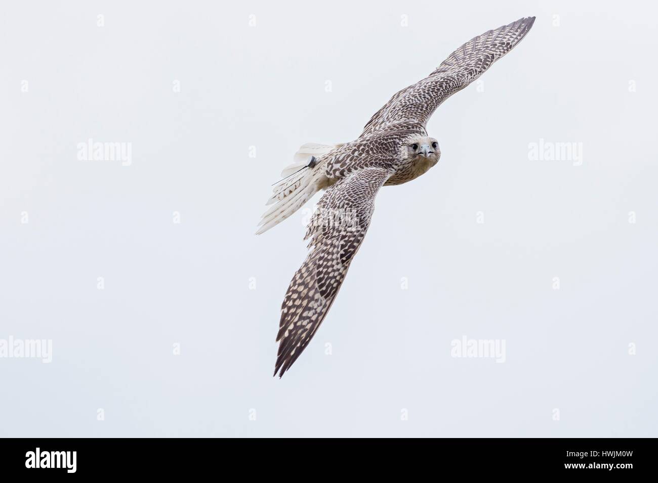 Gyrfalcon flight hi-res stock photography and images - Alamy