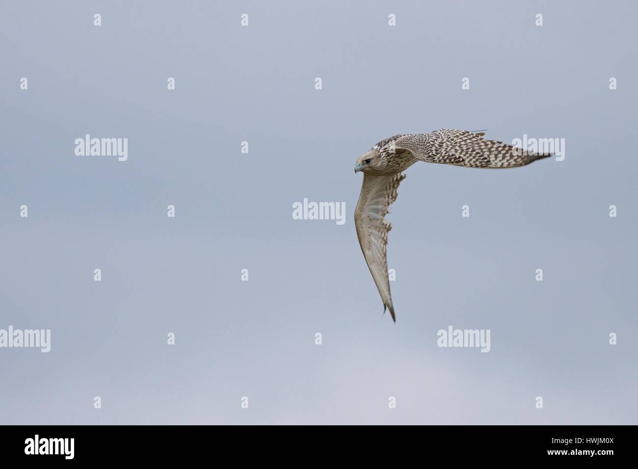 Gyrfalcon flight hi-res stock photography and images - Alamy