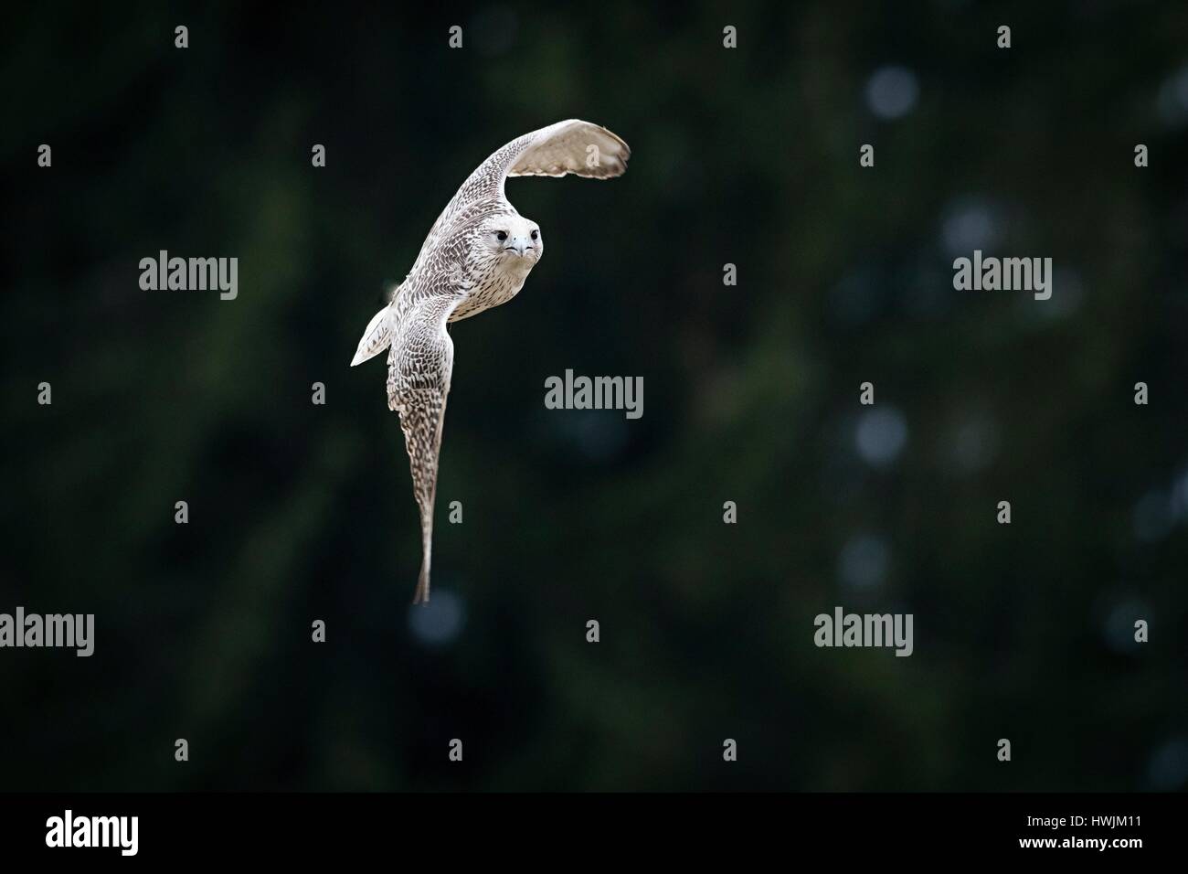 Gyrfalcon flying hi-res stock photography and images - Alamy