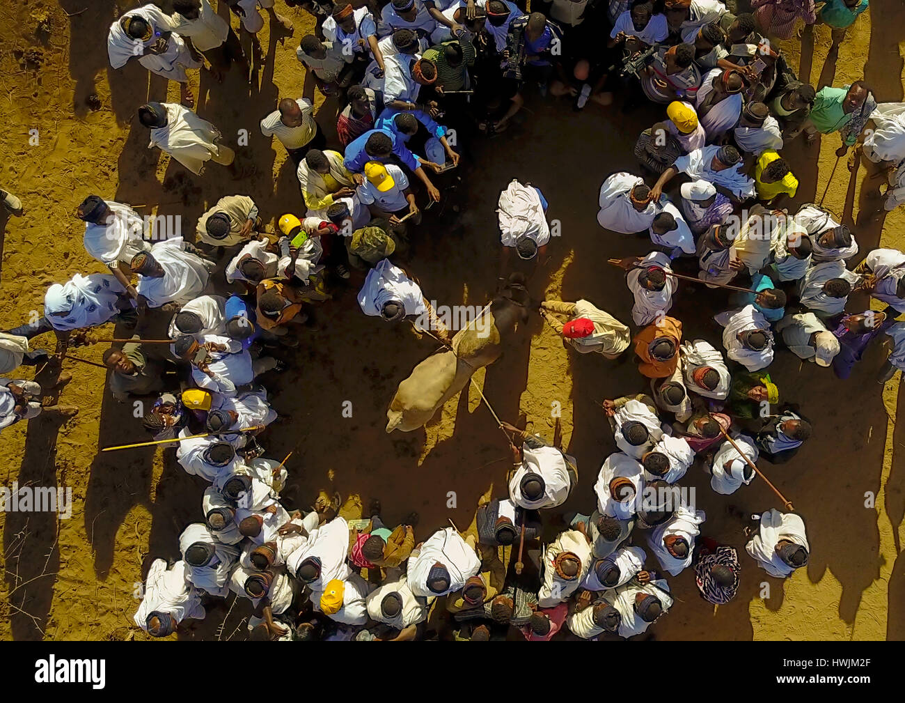 Aerial view of the slaughter of a bull during the Gada system ceremony ...