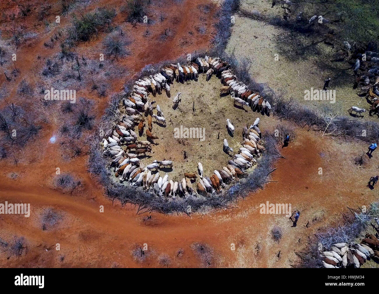 Aerial view of cows suffering from the drought grouped in fences to be ...