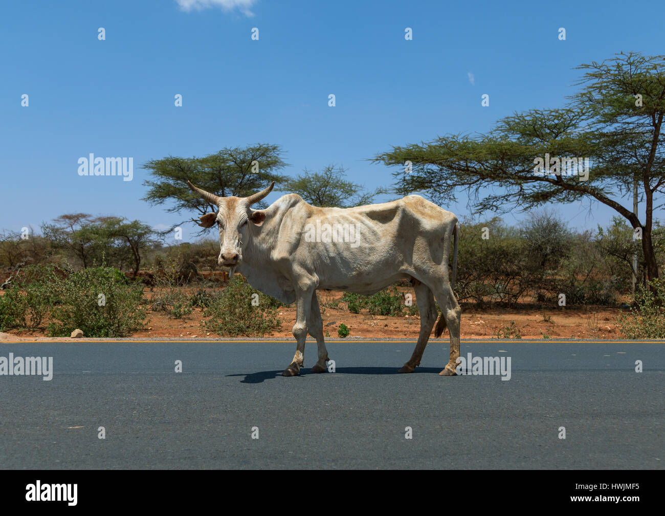 Boran cattle hi-res stock photography and images - Alamy
