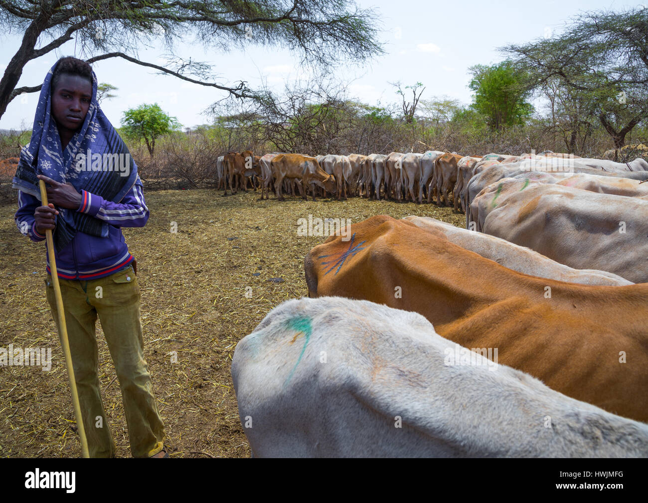 Cows suffering from the drought grouped in fences to be fed by the ...