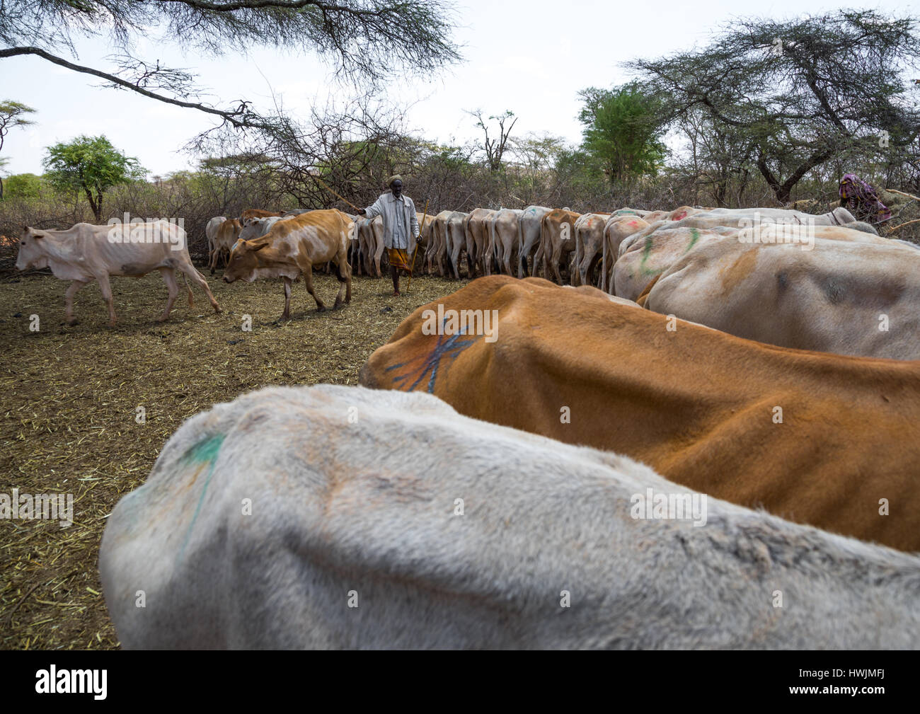 Boran cattle hi-res stock photography and images - Alamy