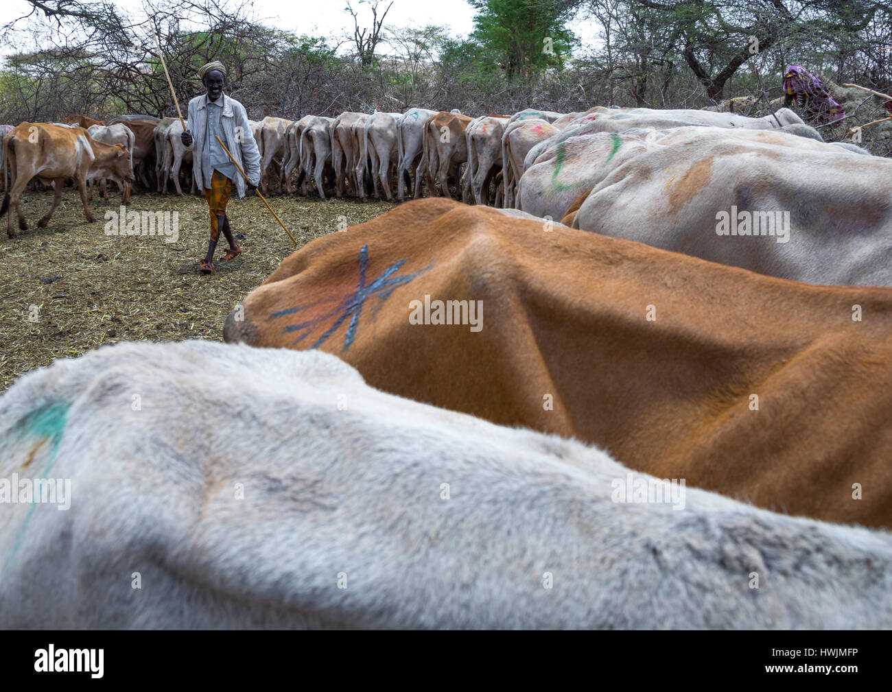 Boran cattle hi-res stock photography and images - Alamy