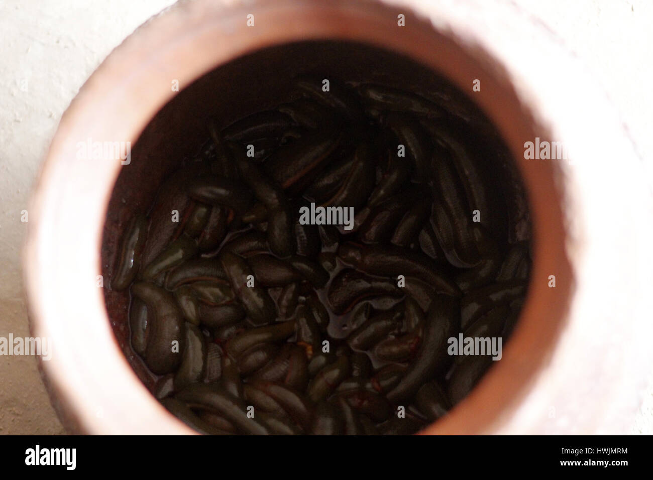 Leeches are kept inside an earthen pot before a leech therapy session ...