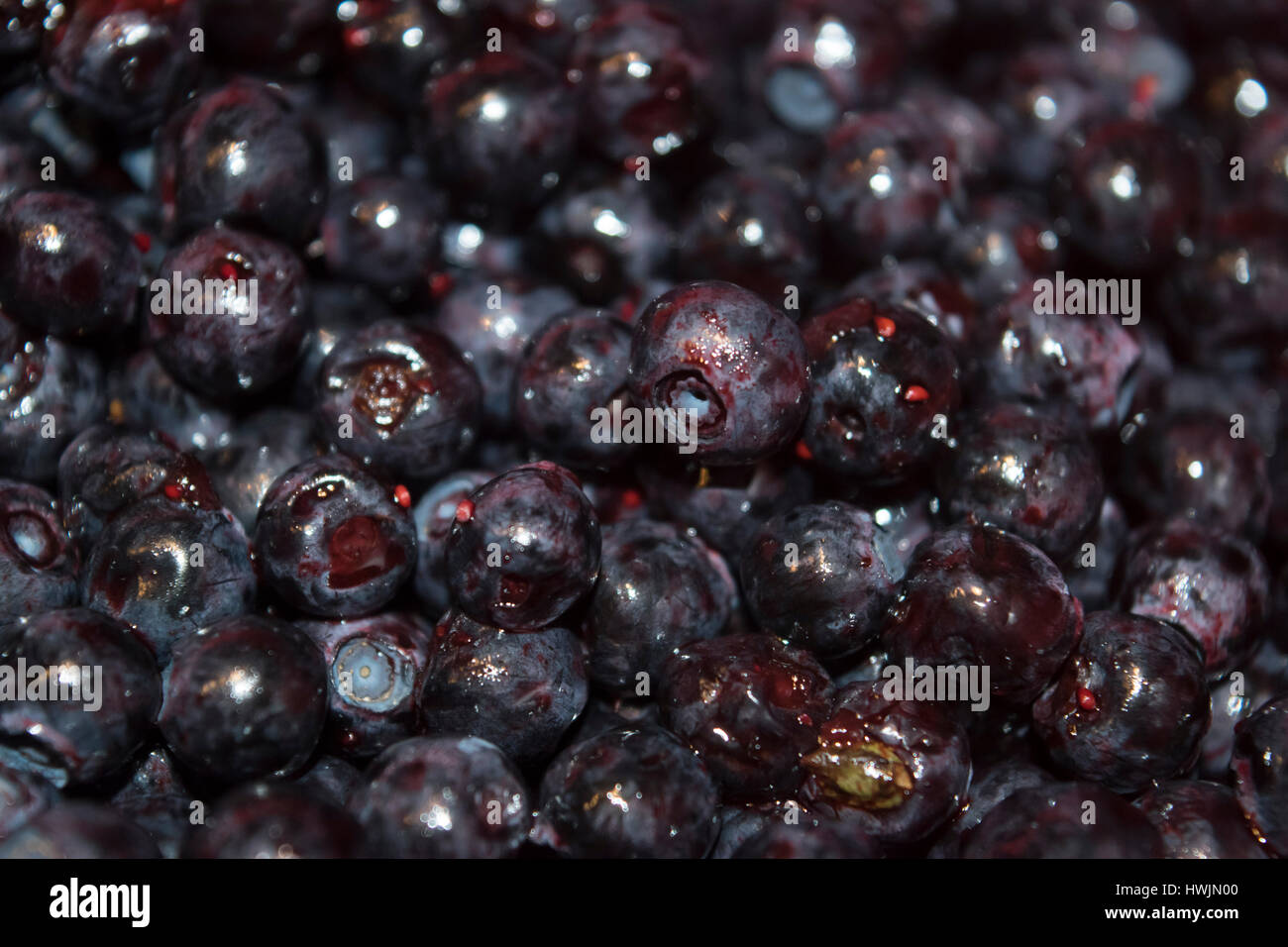 Norwegian blueberry freshlly picked Stock Photo - Alamy