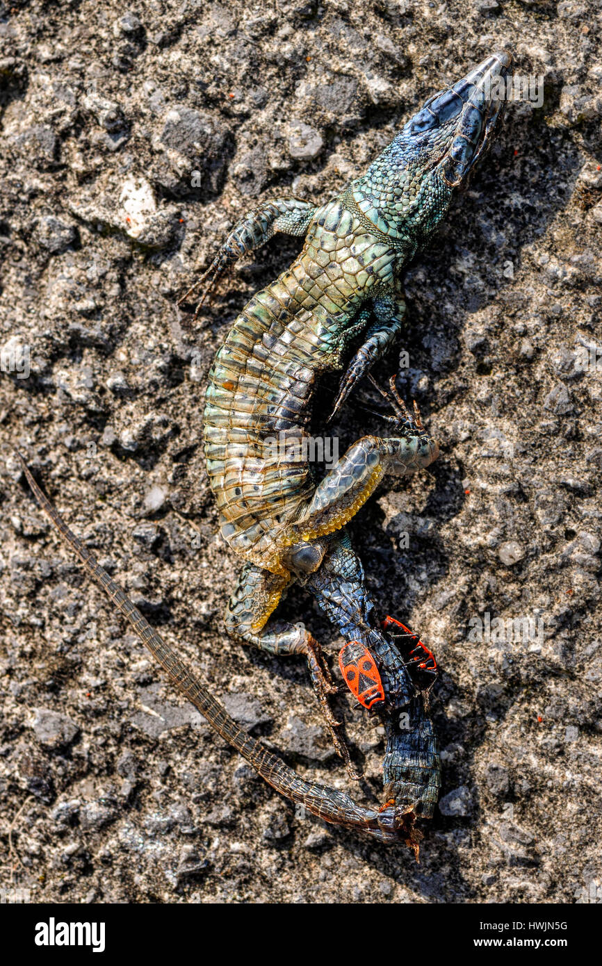 Dead lizard with two red and black beetles, bed bug in Cantabria ...