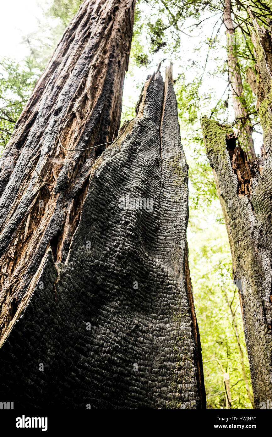 Redwood trees life cycle hi-res stock photography and images - Alamy