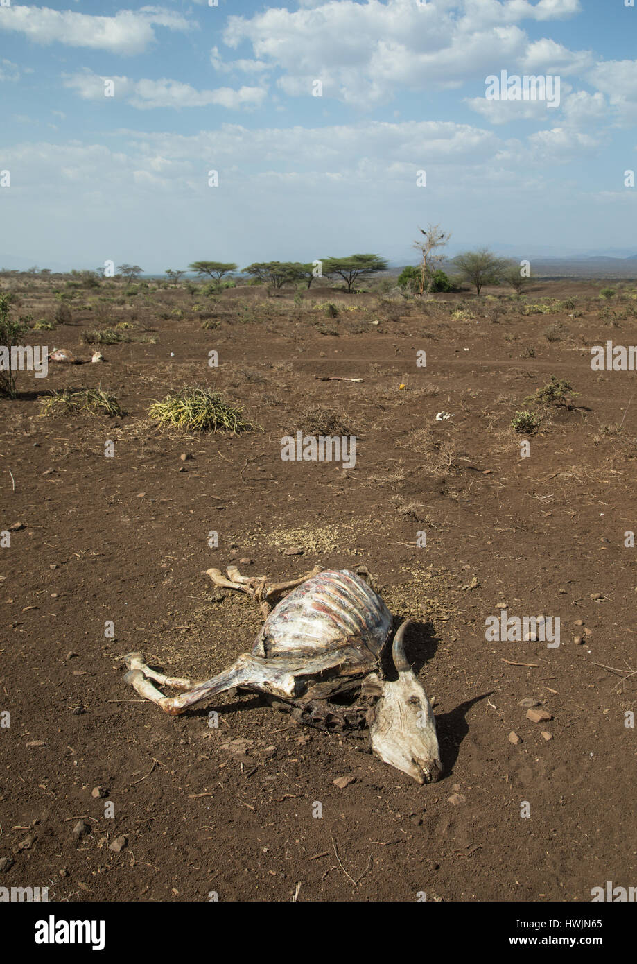 Dead cow during the drought, Oromia, Yabelo, Ethiopia Stock Photo - Alamy