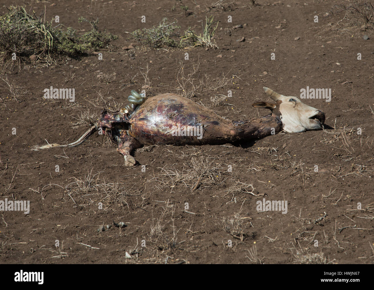 Dead cow during the drought, Oromia, Yabelo, Ethiopia Stock Photo - Alamy