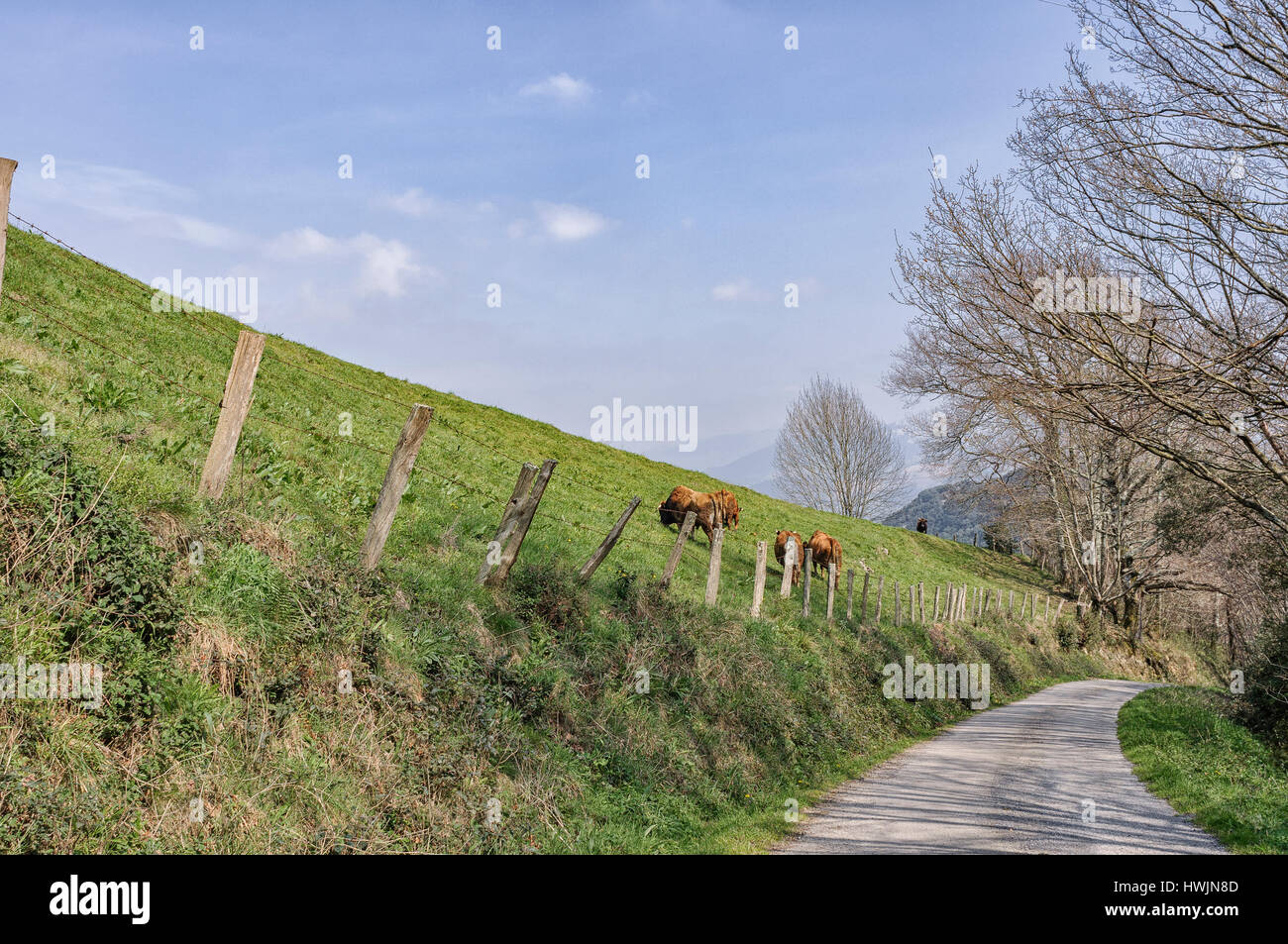 Cows grazing in the fields of northern Spain. Typical landscapes in ...