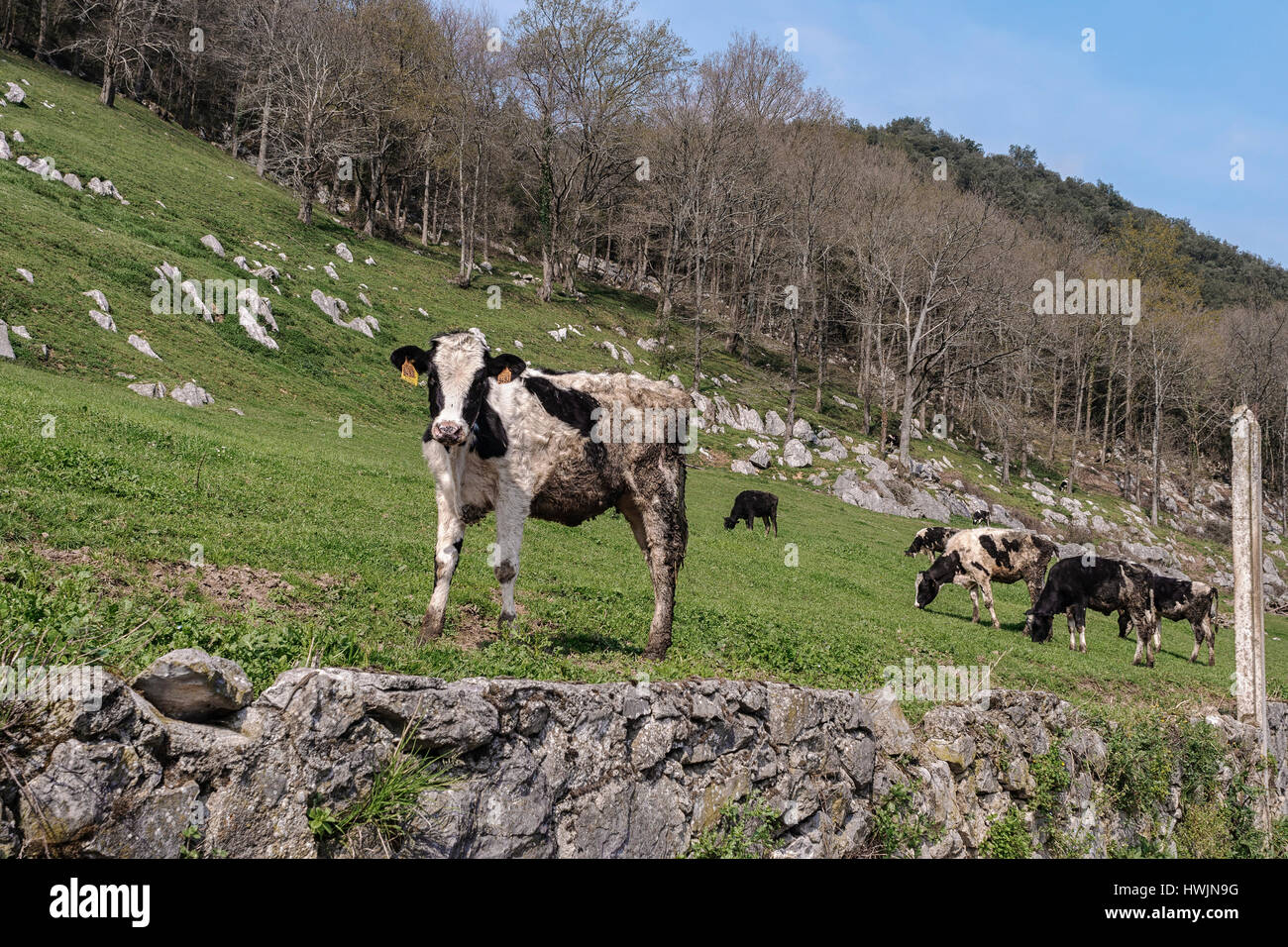 Cows grazing in the fields of northern Spain. Typical landscapes in ...