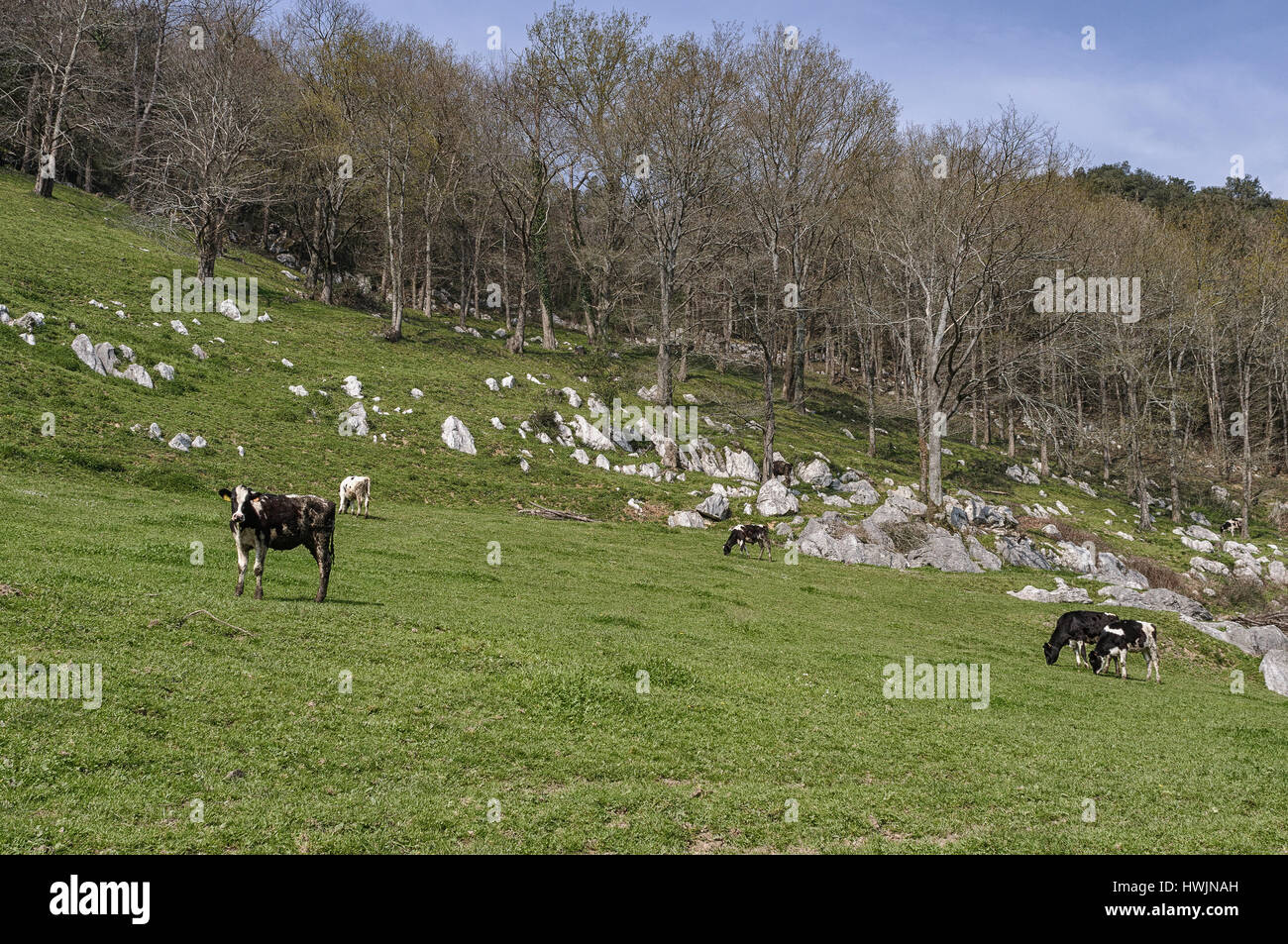 Cows grazing in the fields of northern Spain. Typical landscapes in ...