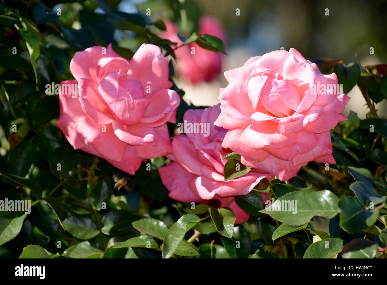 Roses pinks hi-res stock photography and images - Alamy
