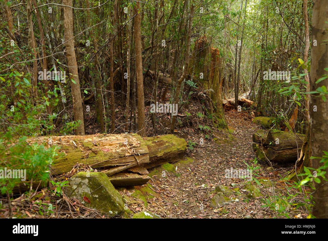 Forest walking route Stock Photo - Alamy