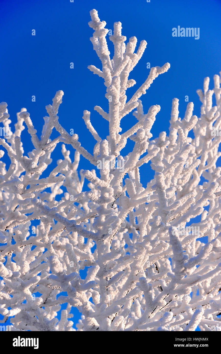 beauty, cold, fantasy, magic, mist, misty, sun, sunny, blue sky ...