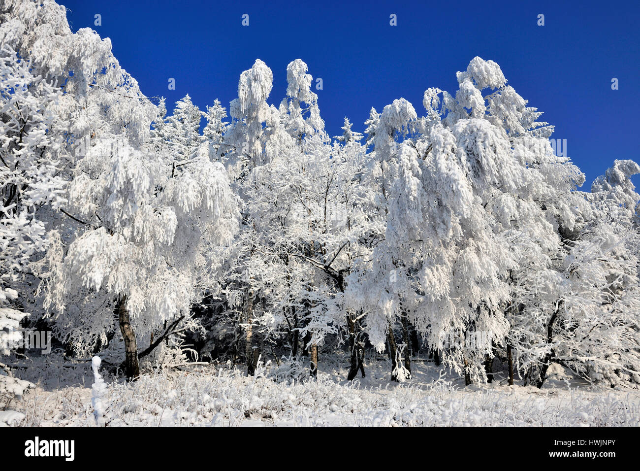 beauty, cold, fantasy, magic, mist, misty, sun, sunny, blue sky ...