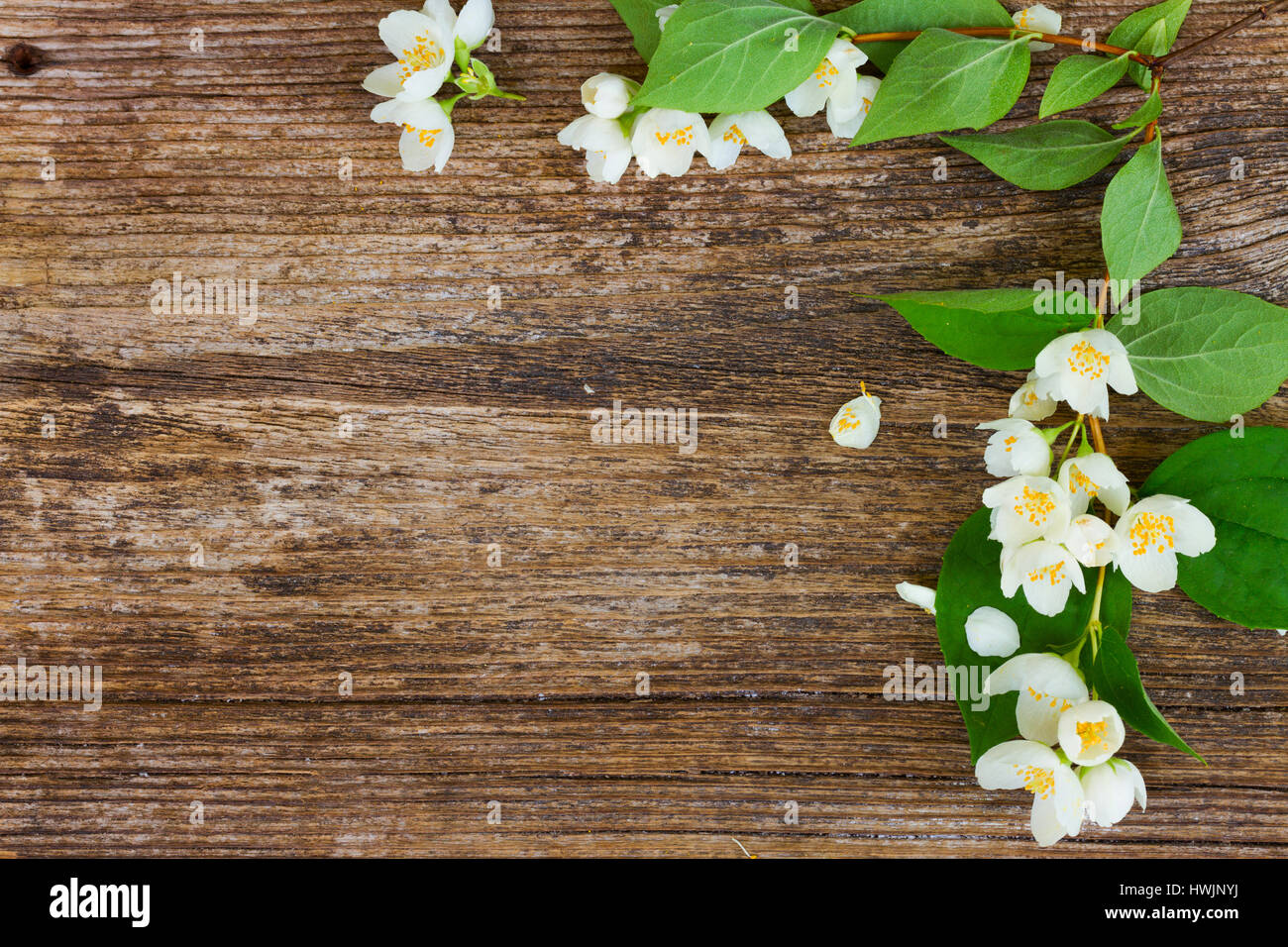 Jasmine flowers on wooden table Stock Photo - Alamy