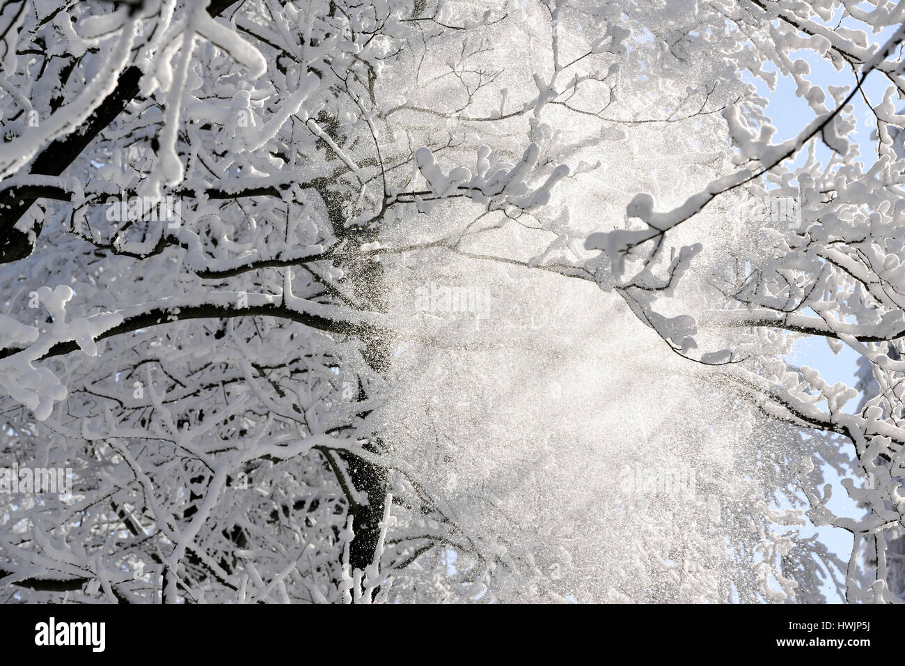 beauty, cold, fantasy, magic, mist, misty, sunny, blue sky, mysterious ...