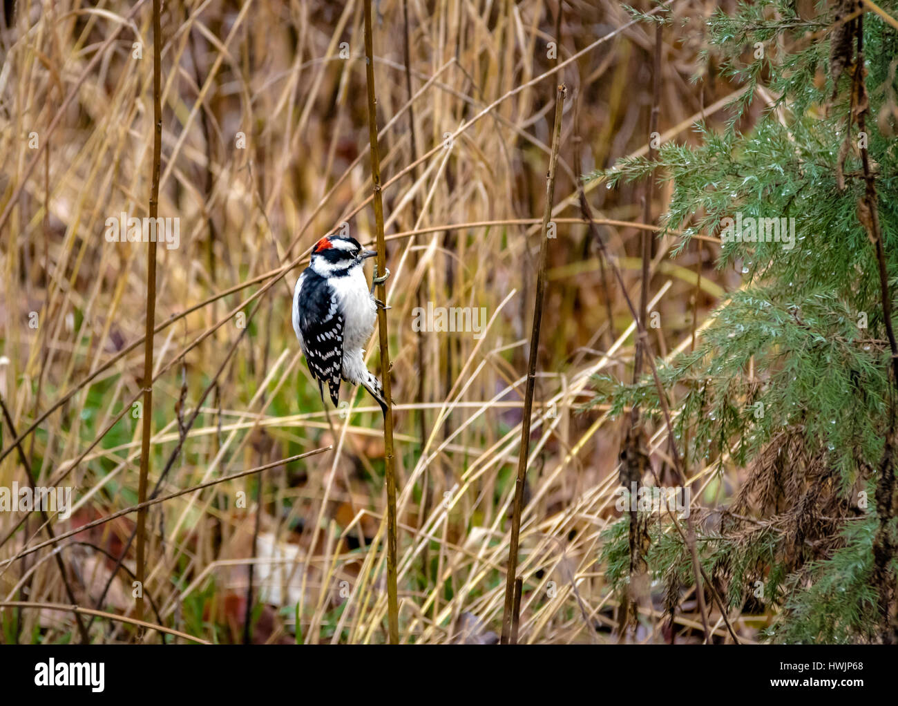Downy Woodpecker Bird at Central Park - New York, USA Stock Photo - Alamy