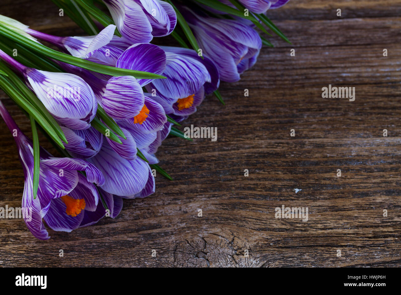 Violet crocus flowers Stock Photo - Alamy