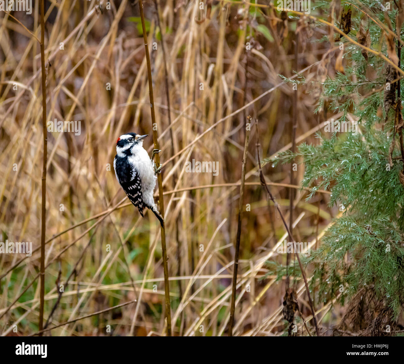 Downy Woodpecker Bird at Central Park - New York, USA Stock Photo - Alamy