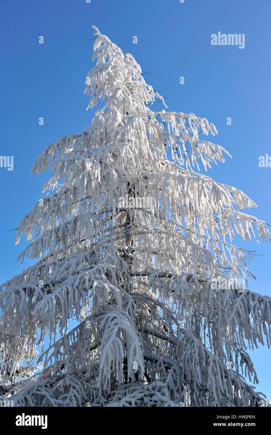 beauty, cold, fantasy, magic, mist, misty, sun, sunny, blue sky ...