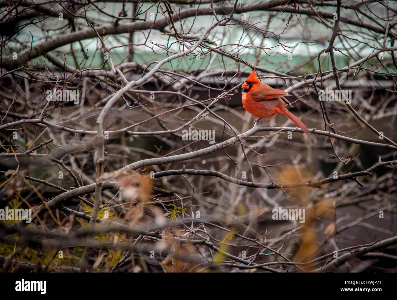 Male northern cardinal bird hi-res stock photography and images - Alamy