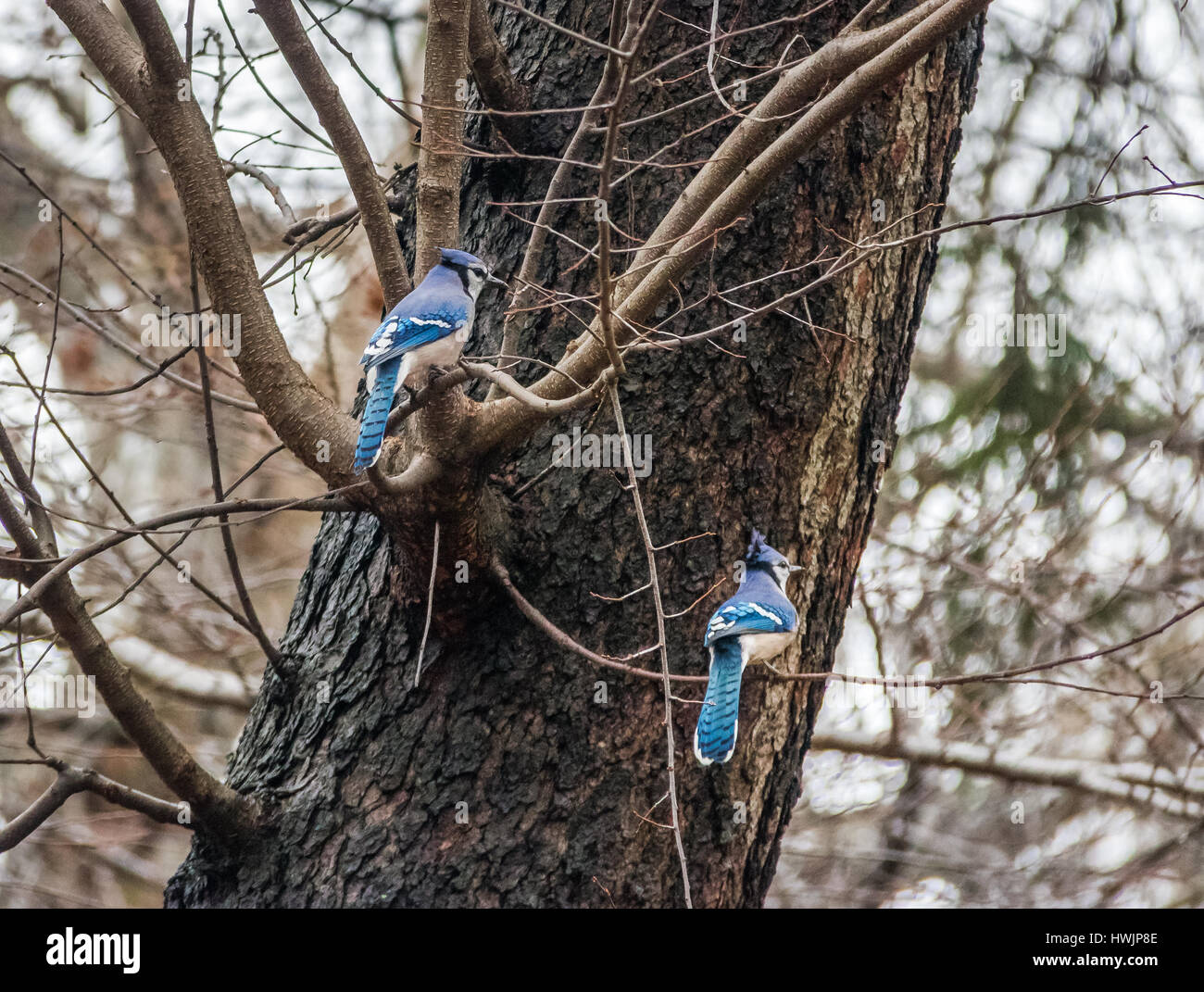 Eastern blue jay hi-res stock photography and images - Alamy