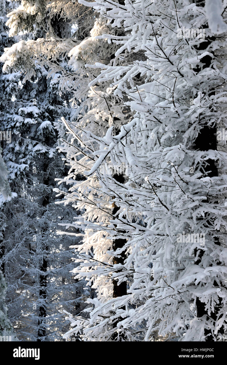 beauty, cold, fantasy, magic, mist, misty, sun, sunny, blue sky ...