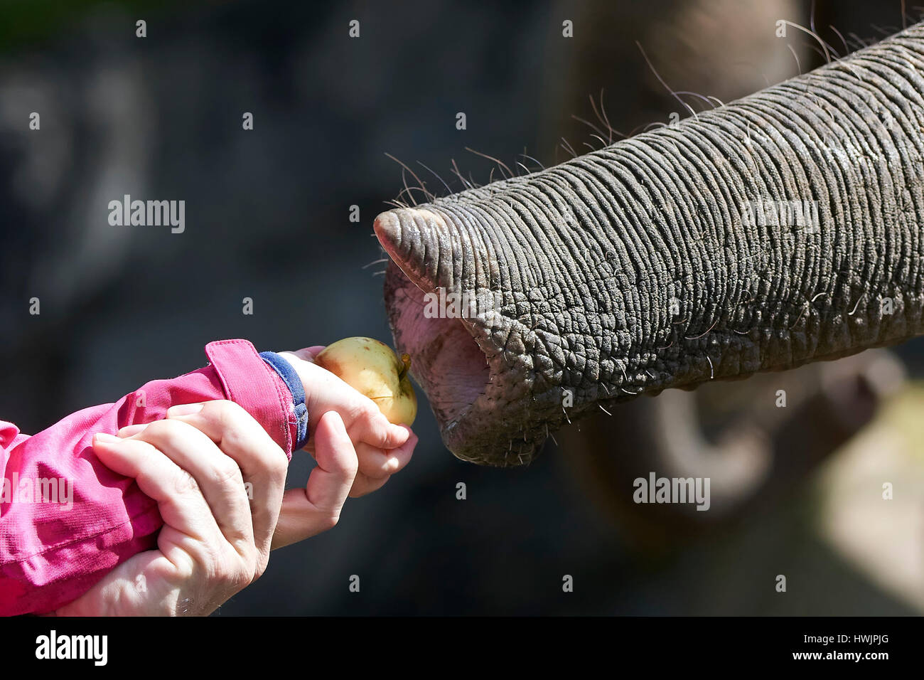 Parent and child feeding an elephant with a apple Stock Photo - Alamy
