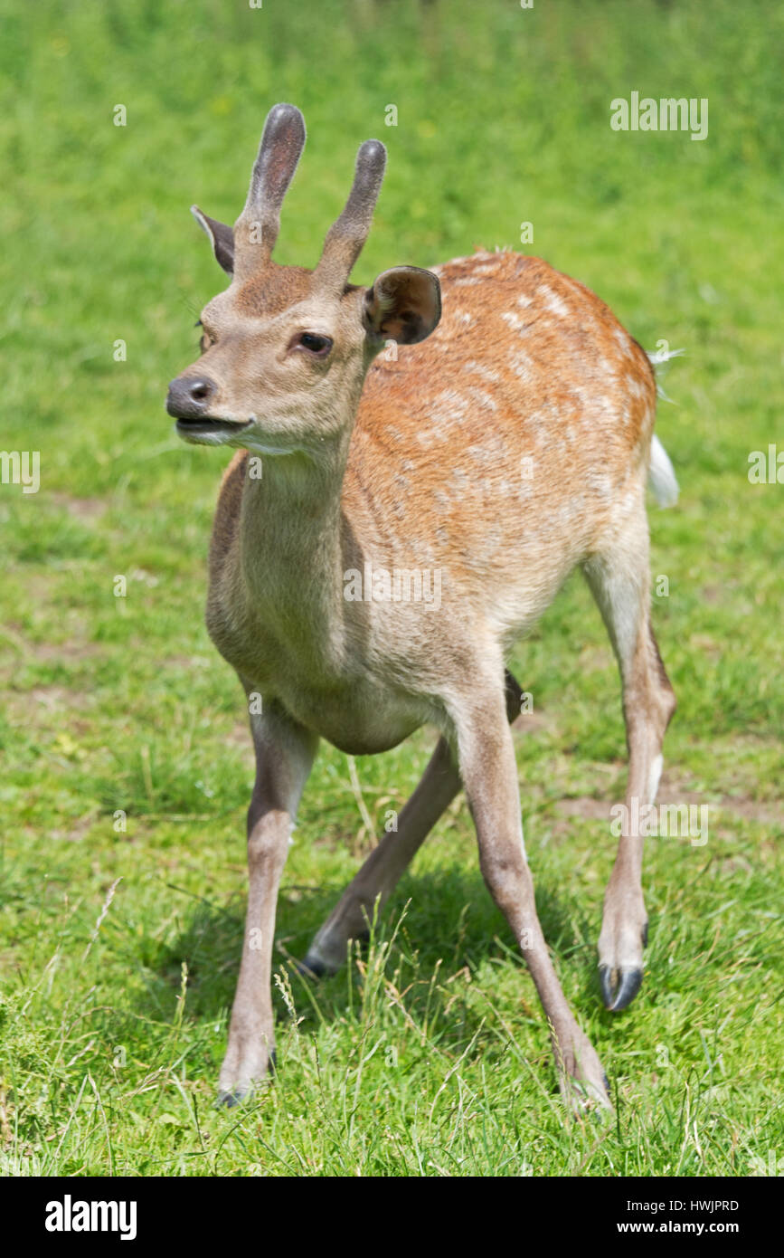 A young Axis deer stag with its antlers in velvet at the South West ...