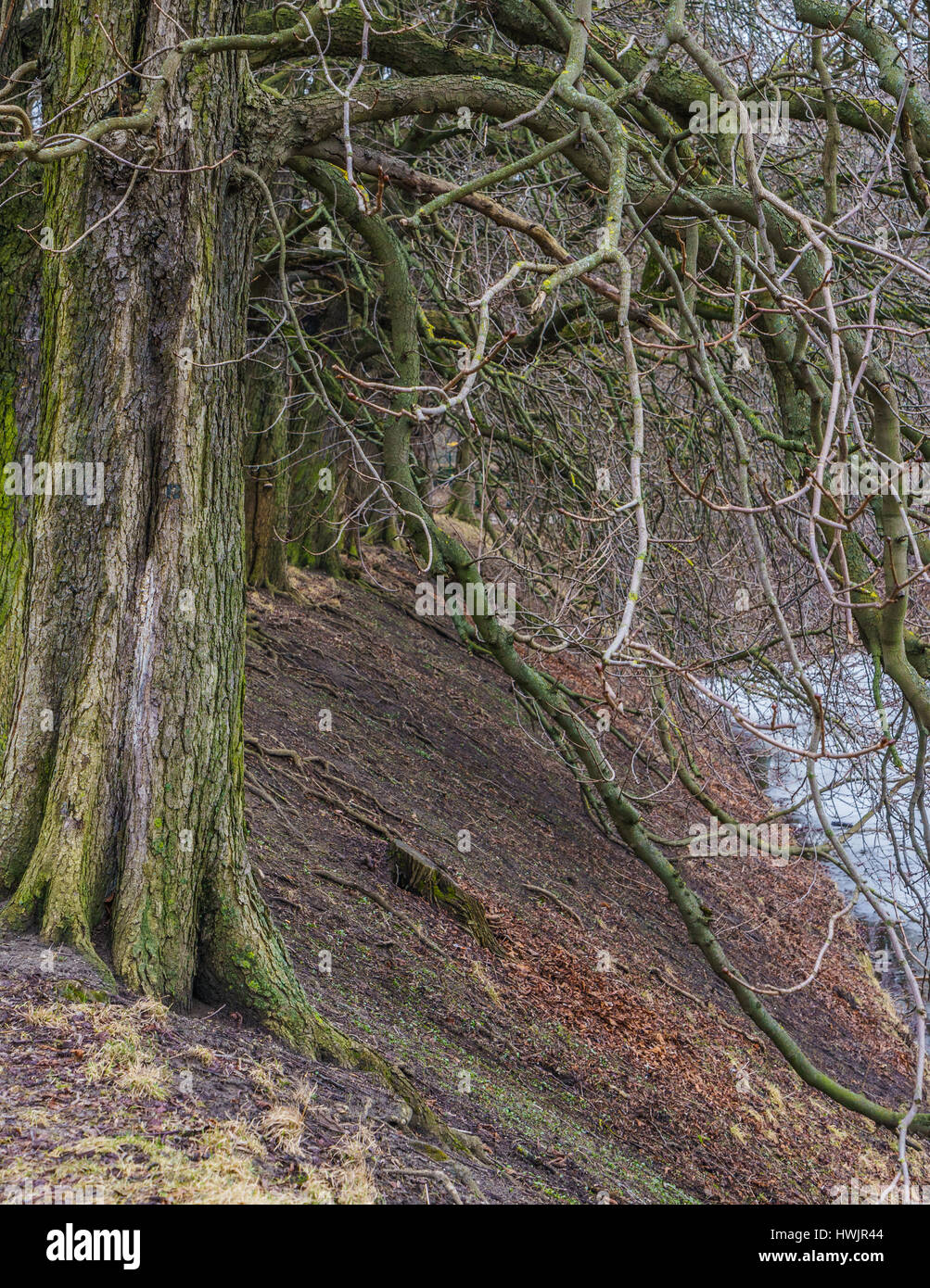 High contrast photo of trees Stock Photo - Alamy
