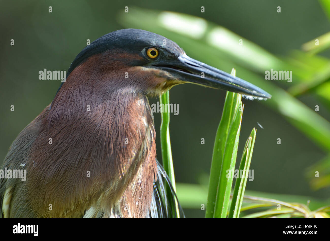 Green Heron Bird With Yellow Eyes In Homosassa Springs Florida Stock