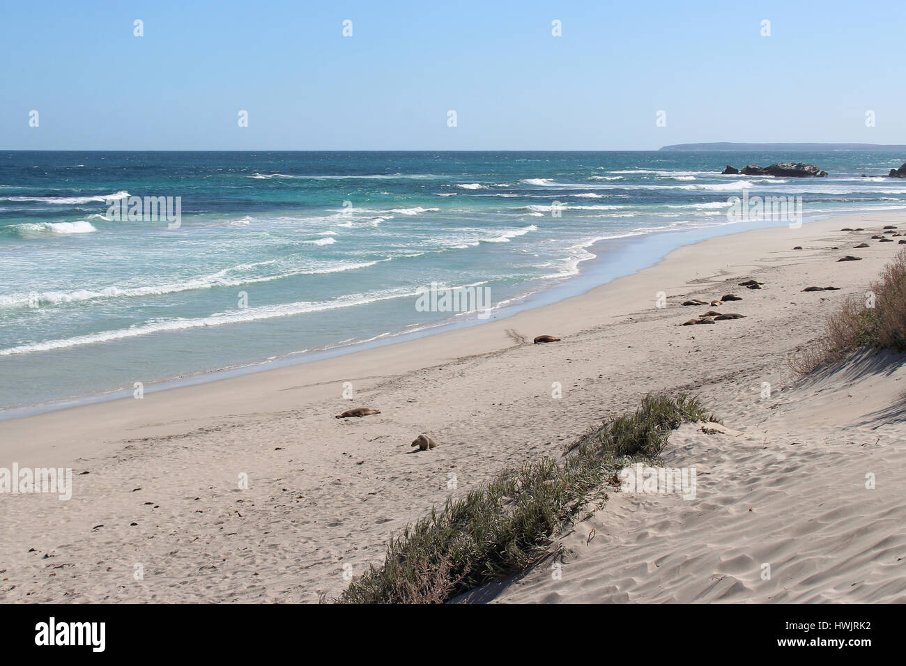 Beach in Seal Bay (Kangaroo Island - Australia Stock Photo - Alamy
