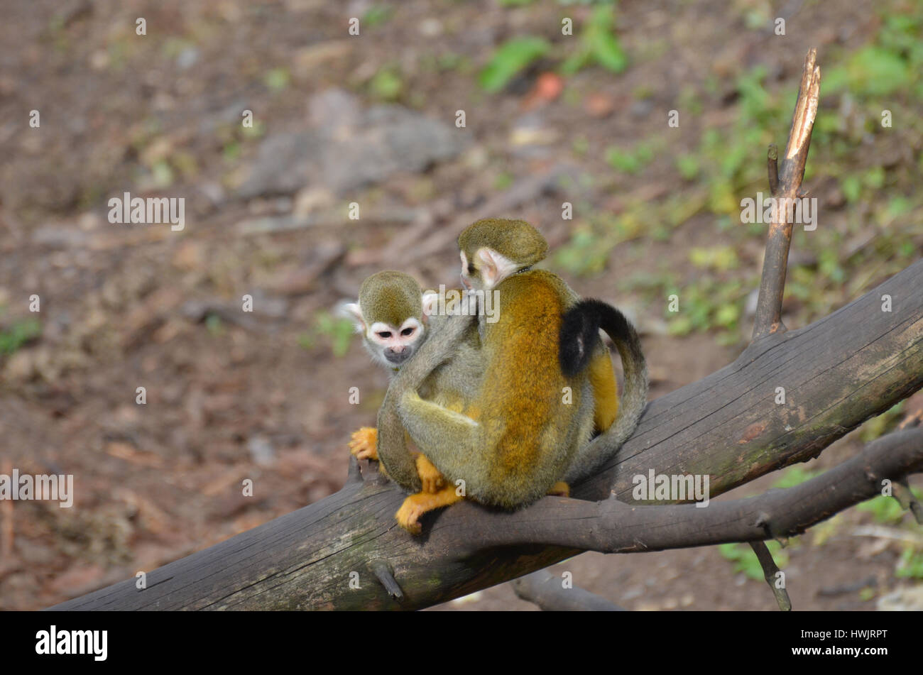 Monkeys sitting on log hi-res stock photography and images - Alamy
