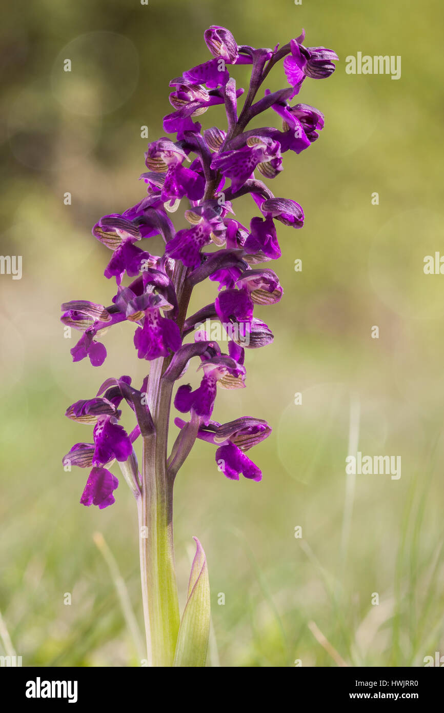 Protected plants hi-res stock photography and images - Alamy