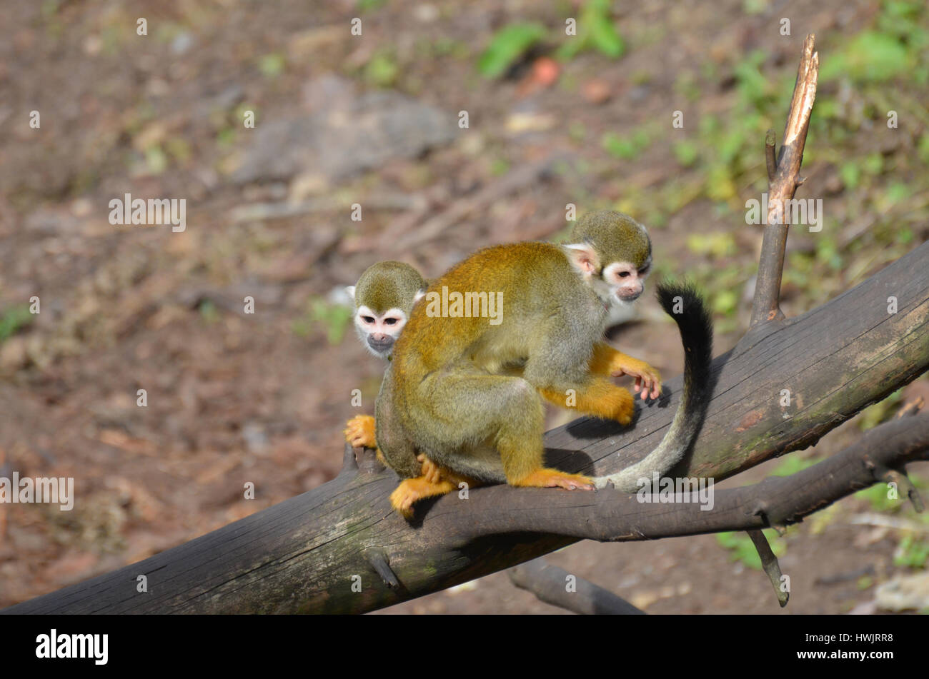 Monkeys on log hi-res stock photography and images - Alamy
