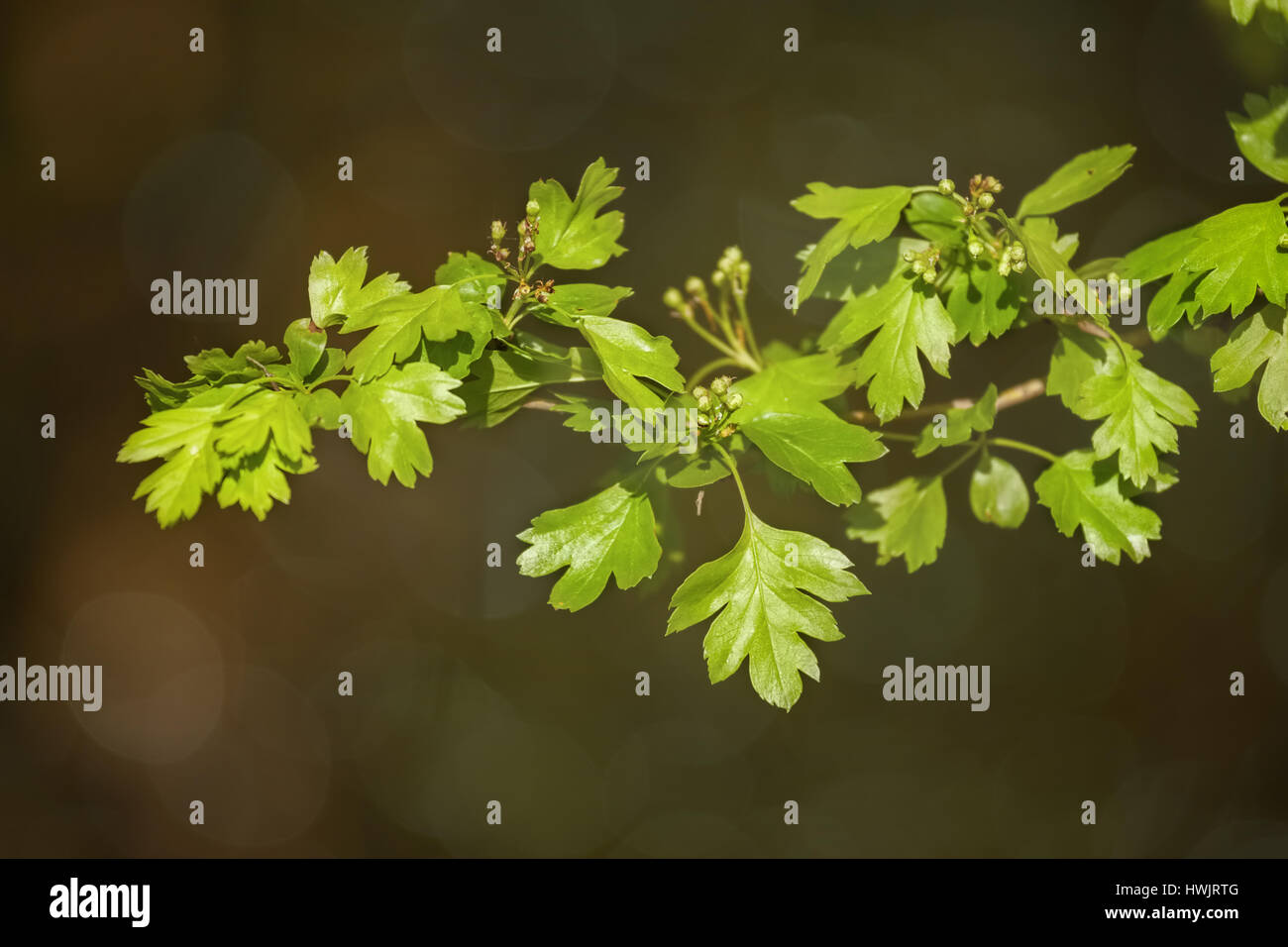 Close up of common hawthorn leaves Stock Photo - Alamy