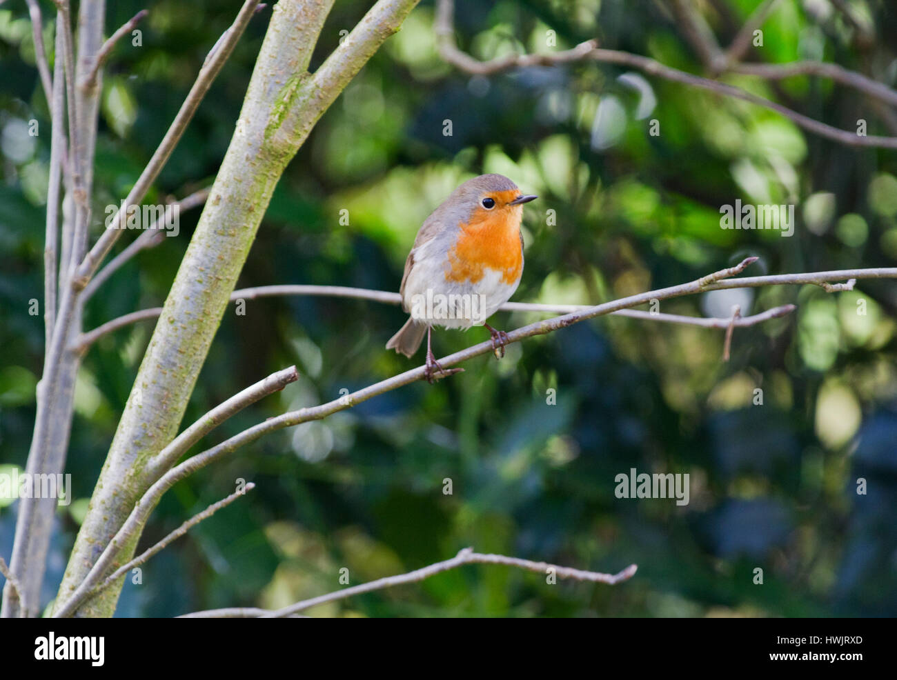Robin on a branch Stock Photo - Alamy