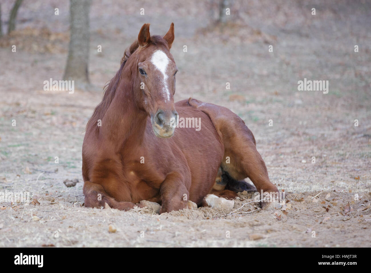 Old Horse Resting Stock Photo - Alamy