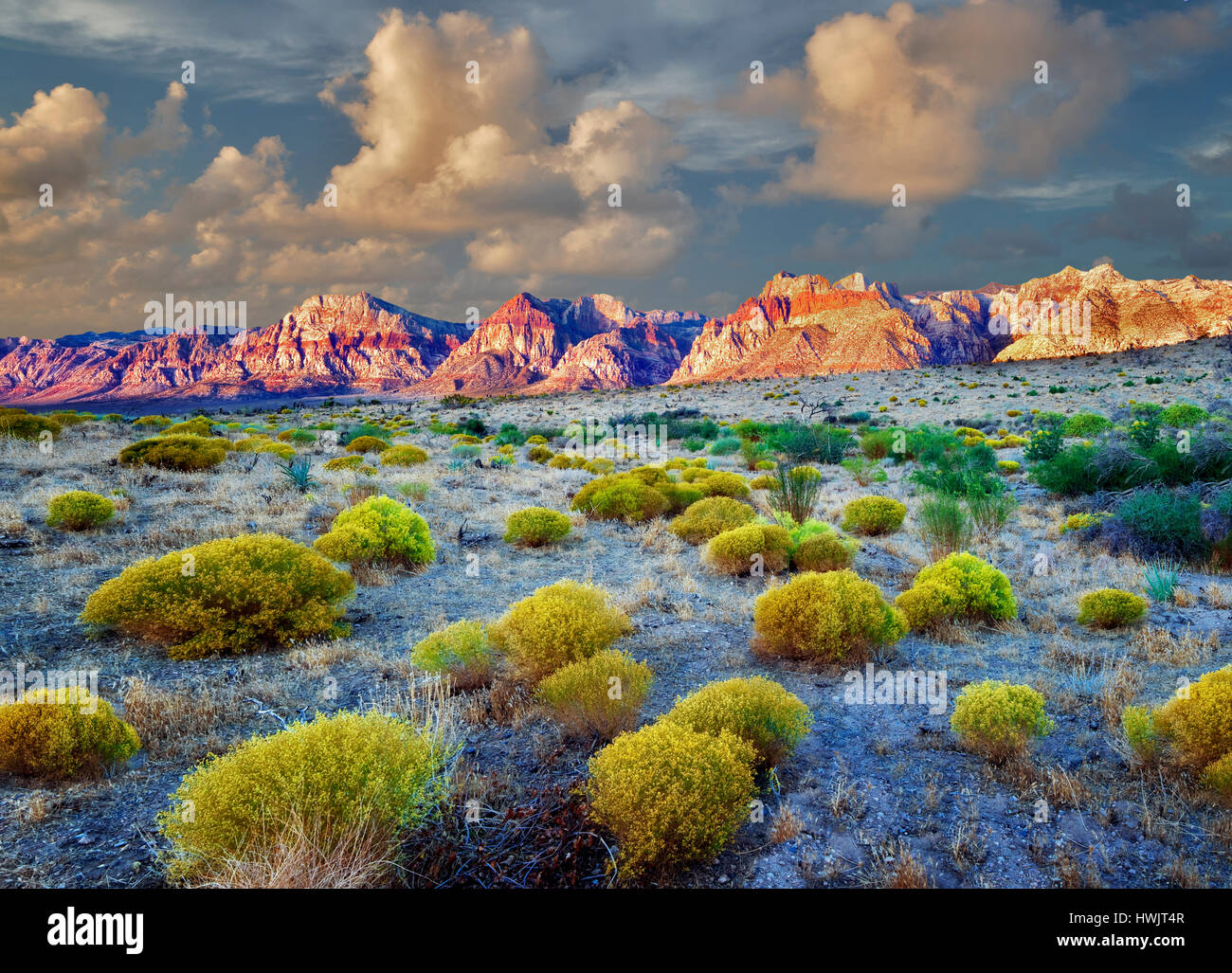 Rabbitbrush and rock formations in Red Rock Canyon National ...