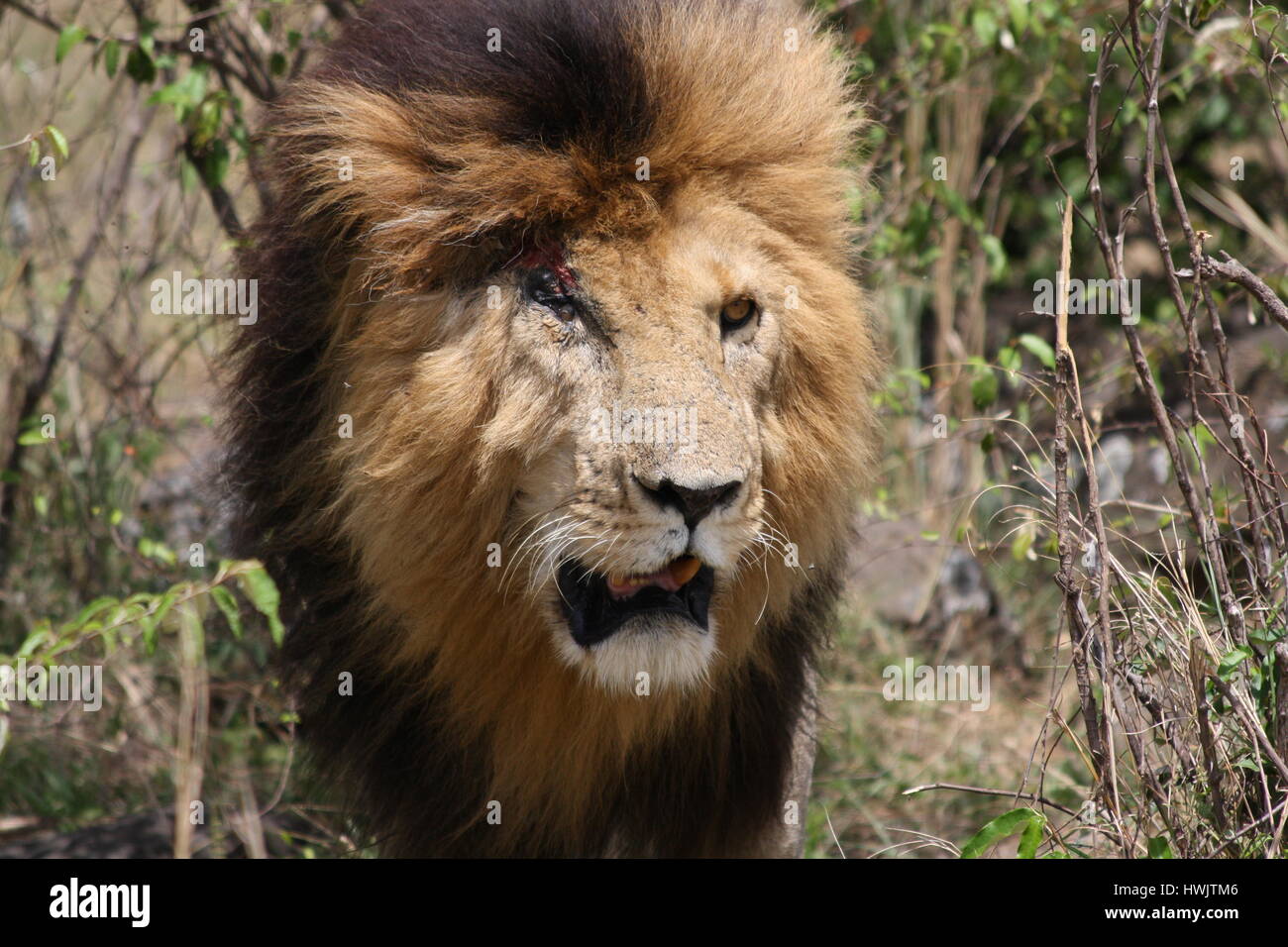Scar lion king hi-res stock photography and images - Alamy