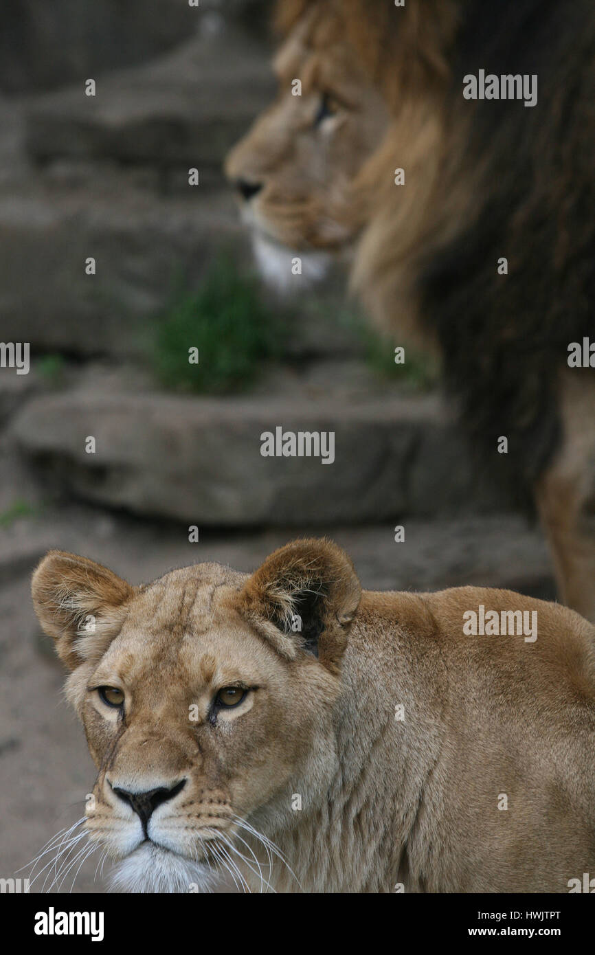 artis: ZOO in the centre of Amsterdam Stock Photo - Alamy